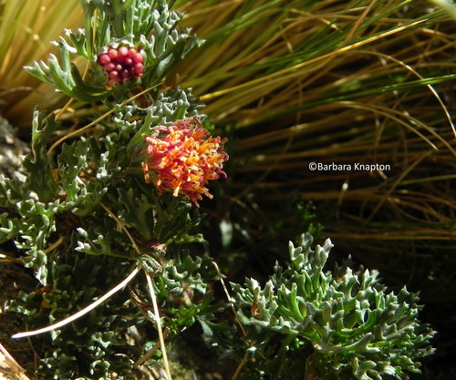 Werneria esquilachensis · iNaturalist