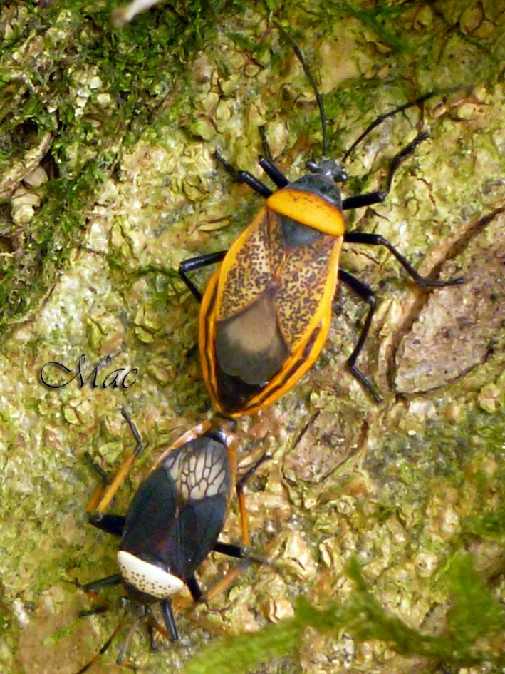 Largus humilis from Piñalito Sur on February 01, 2022 by Marcela ...