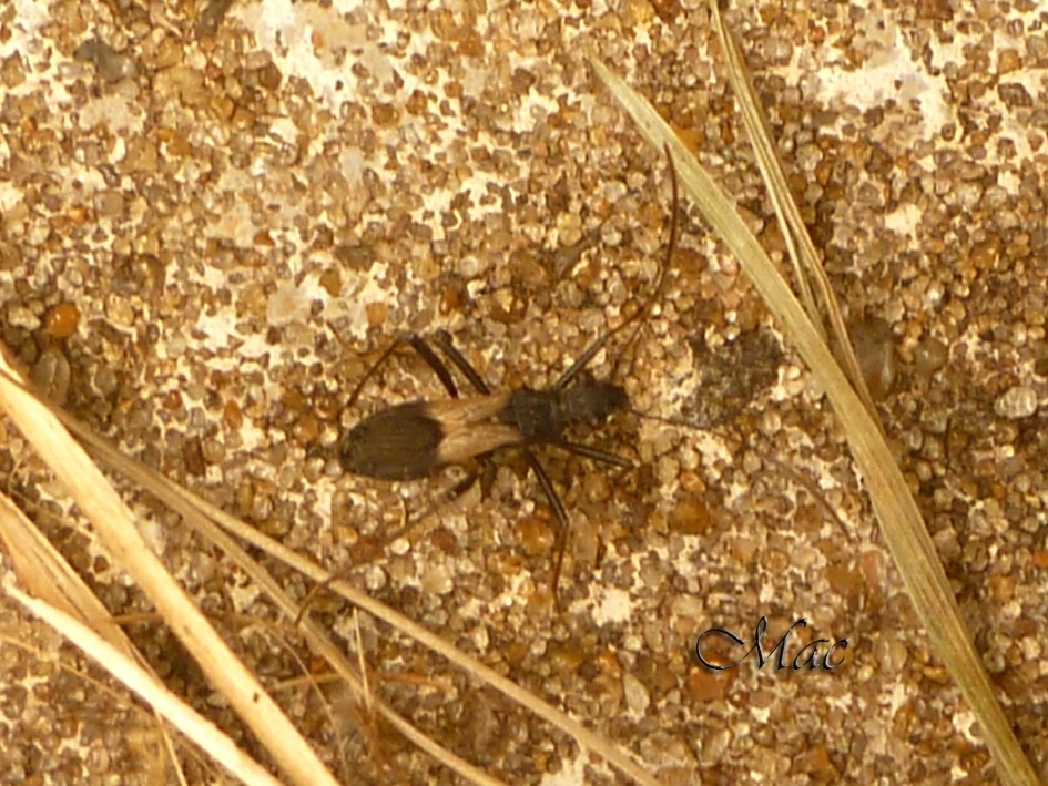 Cydamus femoralis from Saltos del Moconá on January 29, 2022 by Marcela ...