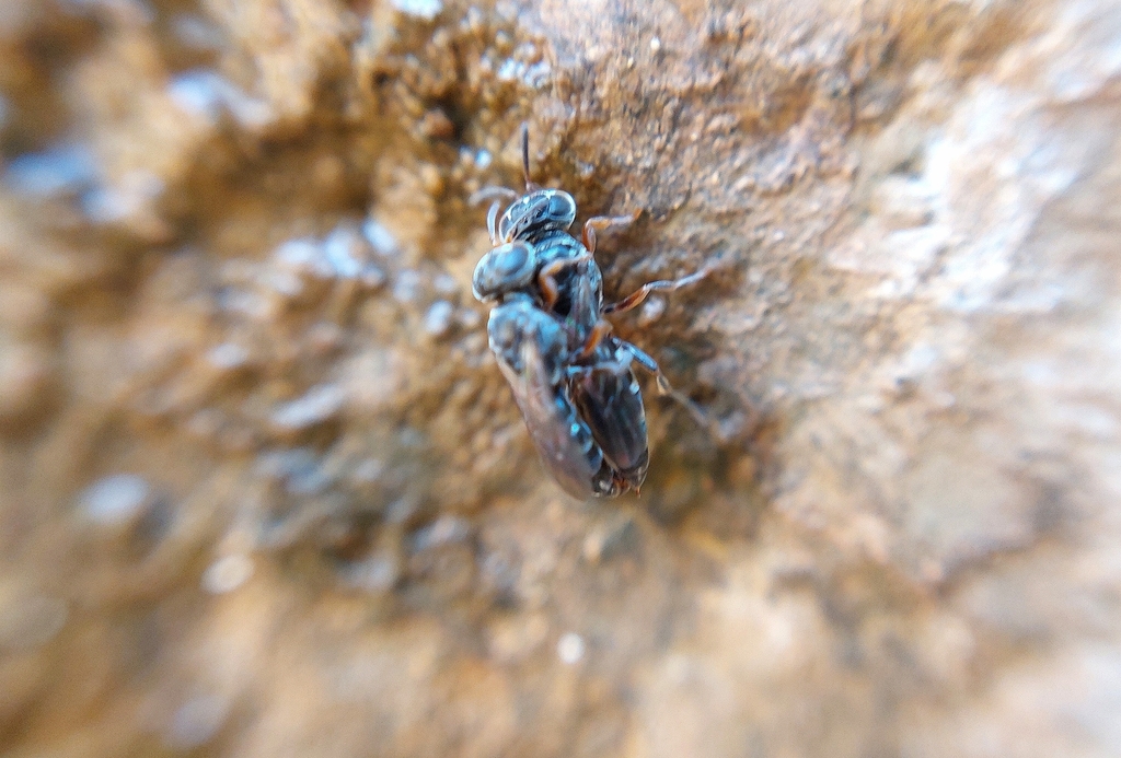 Pison from Santa Gertrudes, SP, 13510-000, Brasil on February 20, 2022 ...