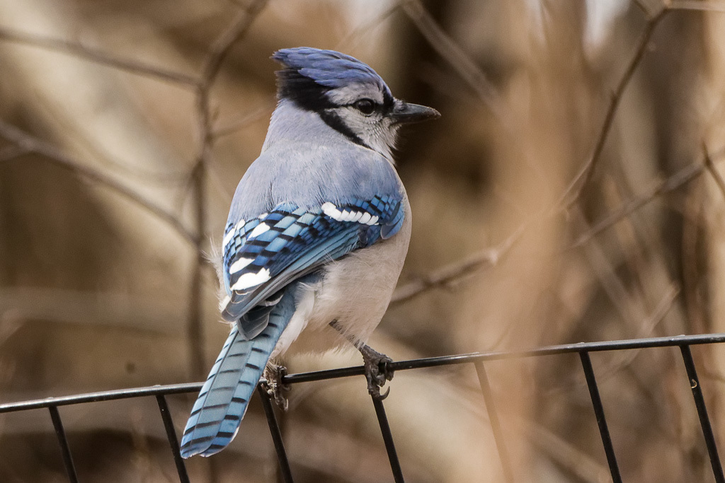 Blue Jay from Brooklyn, NY, USA on February 20, 2022 at 11:34 AM by ...