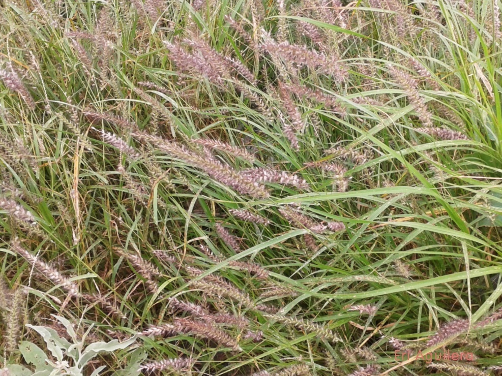 buffelgrass from Apodaca, Nuevo León on May 02, 2015 by Eri Aguilera ...