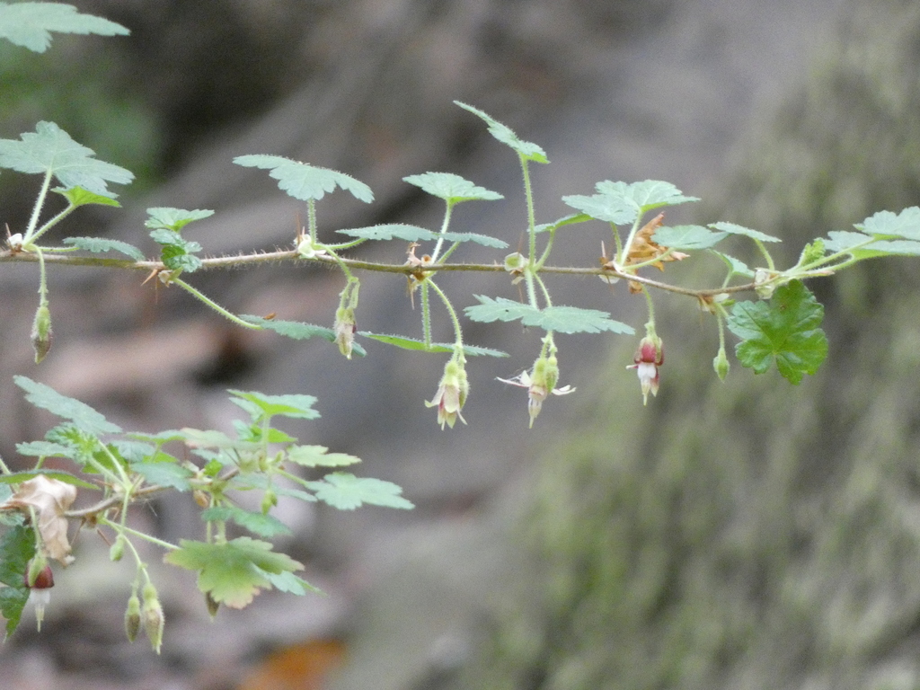 canyon gooseberry from Farm Hills, Redwood City, CA, USA on February 19 ...