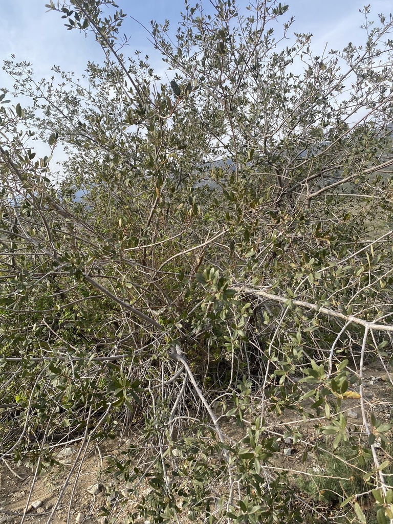 oaks in February 2022 by Anabel Avila · iNaturalist