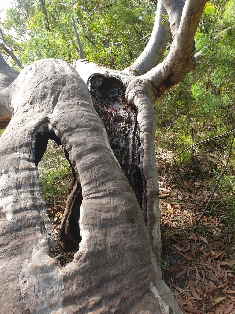 Scribbly Gum from Berowra Heights NSW 2082, Australia on February 21 ...