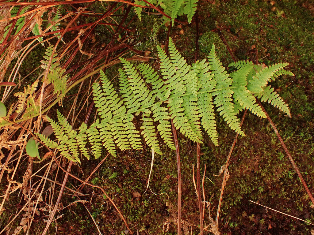 hay-scented fern from Cherokee National Forest, TN, USA on February 13 ...