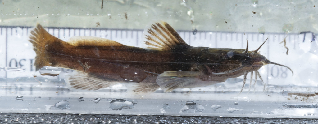 Mountain madtom from Blount County, TN, USA on February 20, 2022 at 11: ...