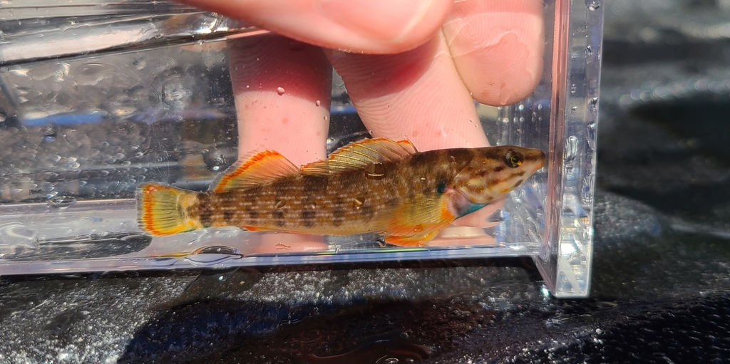 Redline Darter from Walland, TN 37886, USA on February 20, 2022 at 11: ...