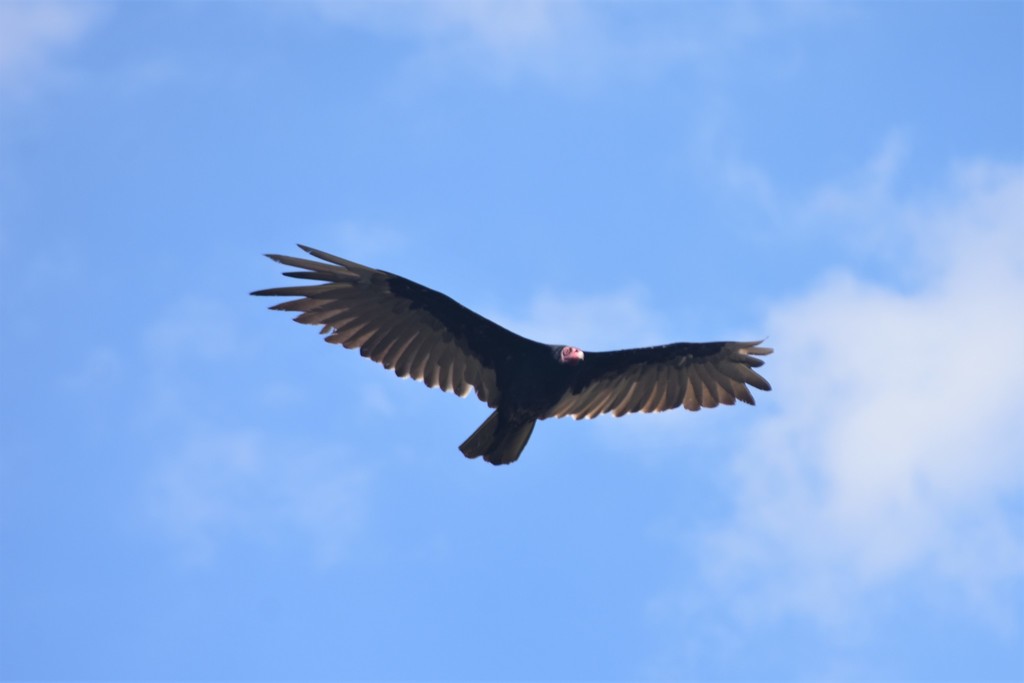 Tropical Turkey Vulture from Mercedes, Corrientes, Argentina on January ...