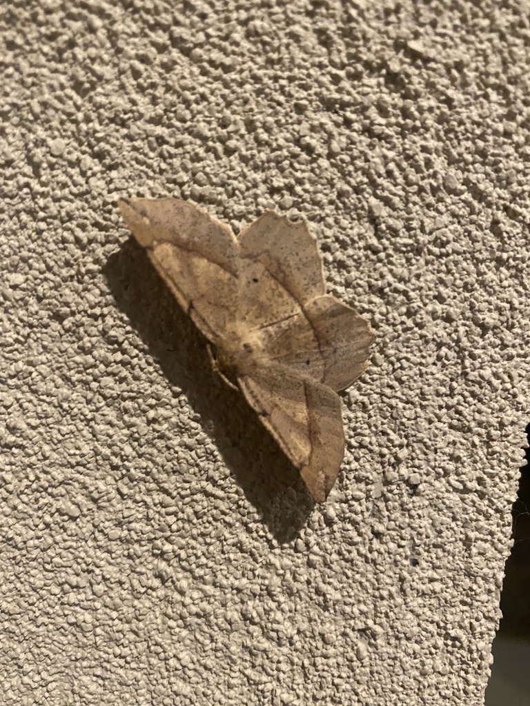 Ochre Euchlaena Moth from Timberline Dr, College Station, TX, US on ...