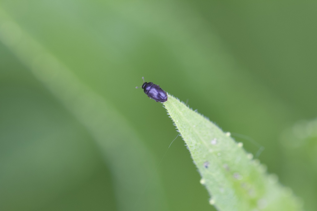 Pollen Beetles from Isny on May 11, 2016 by Anne · iNaturalist