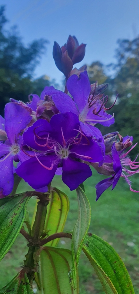 Glory Bush Tree from Colinas da Anhanguera, Santana de Parnaíba - SP ...