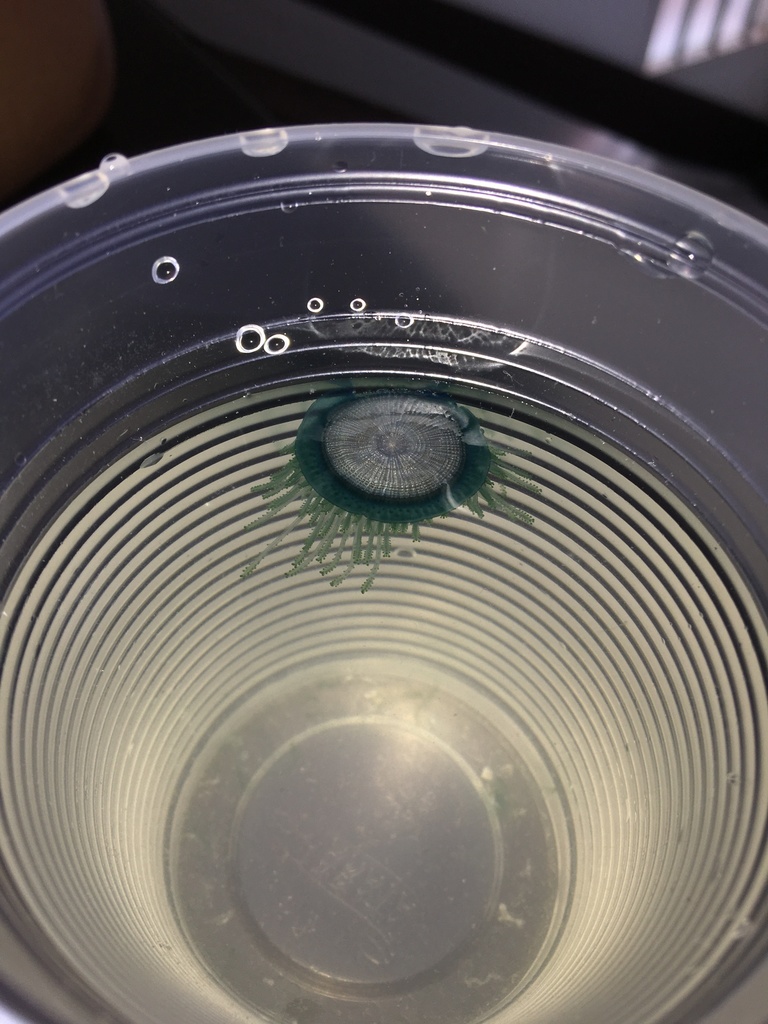 Blue Button from Itambaracá, BR-PE, BR on February 20, 2022 at 02:11 PM ...