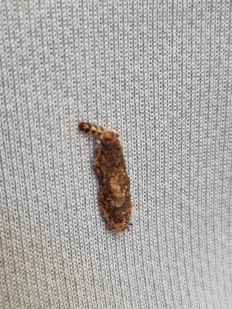 Phereoeca from Pelotas, BR-RS, BR on February 16, 2022 at 10:53 AM by ...