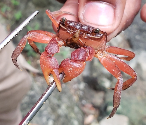 Sesarma bidentatum · iNaturalist