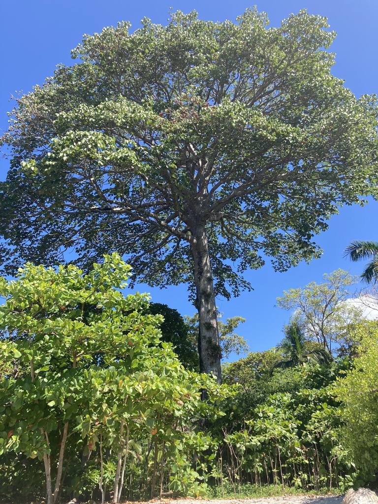 Panama tree from Aguirre, Puntarenas, CR on February 21, 2022 at 03:46 ...