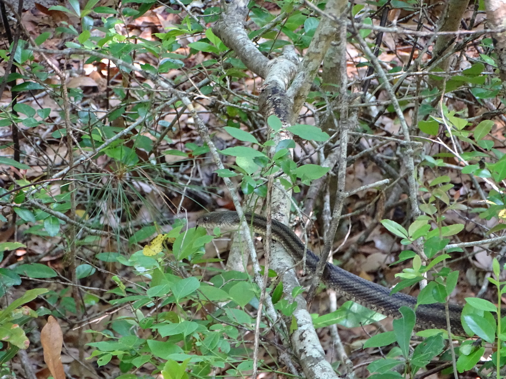 Eastern Ratsnake from Dare County, NC, USA on May 14, 2018 by Scott ...