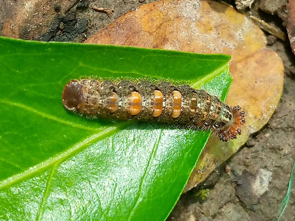 Butterflies and Moths from Chibunga, Ecuador on December 13, 2021 at 01 ...