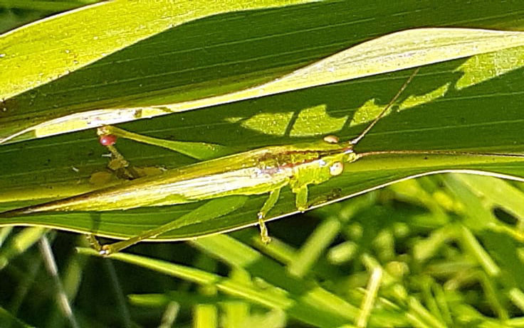 Conocephalus longipes from Paraná, AR-ER, AR on February 17, 2022 at 07 ...