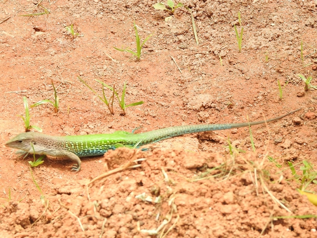 Giant Ameiva from Resplendor, MG, 35230-000, Brasil on January 15, 2022 ...