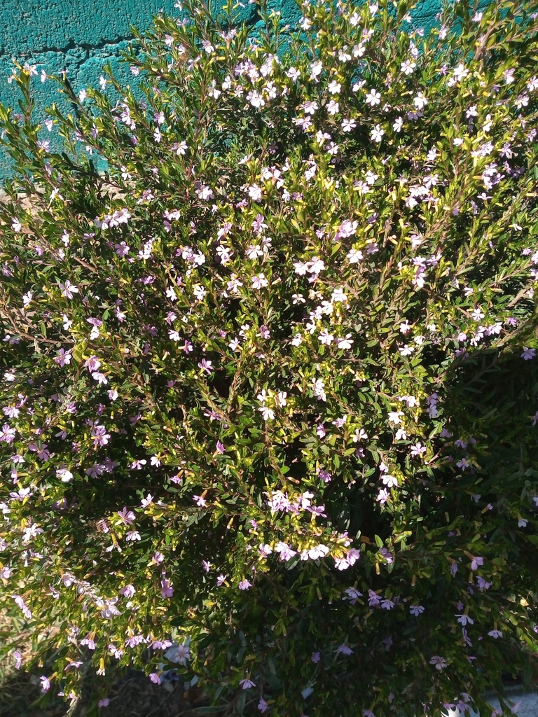 False heather from México, MX on February 18, 2022 at 12:13 PM by ali ...