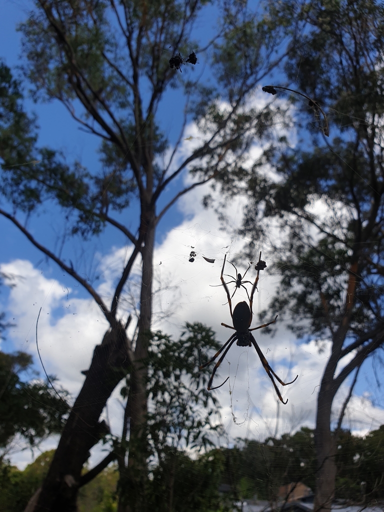Tiger Spider from Berowra Heights NSW 2082, Australia on February 15 ...