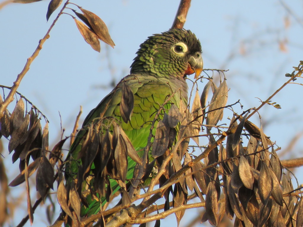 Scaly-headed Parrot from Puerto Dalmacia, Formosa, Argentina on June 13 ...