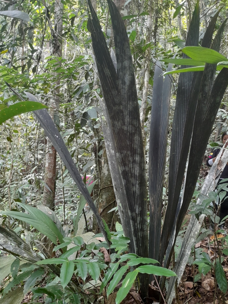 Geonoma macrostachys from Tena, EC-NA, EC on February 21, 2022 at 05:49 ...
