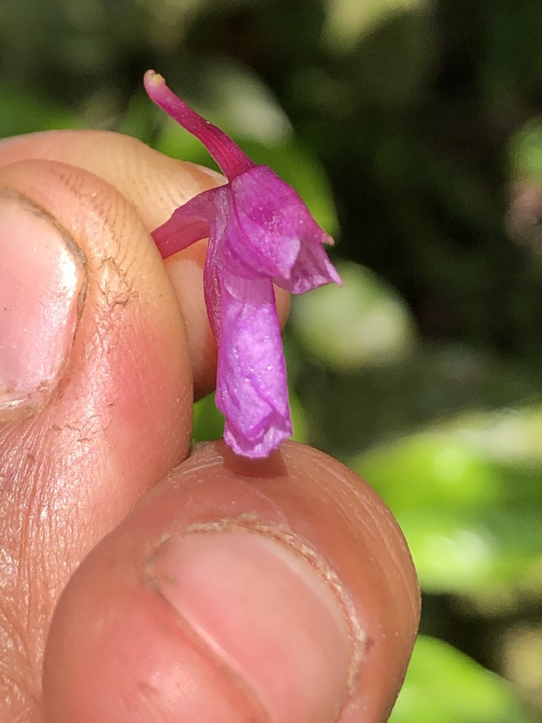 snail orchid from San Miguel de los Bancos, EC-PI, EC on February 21 ...