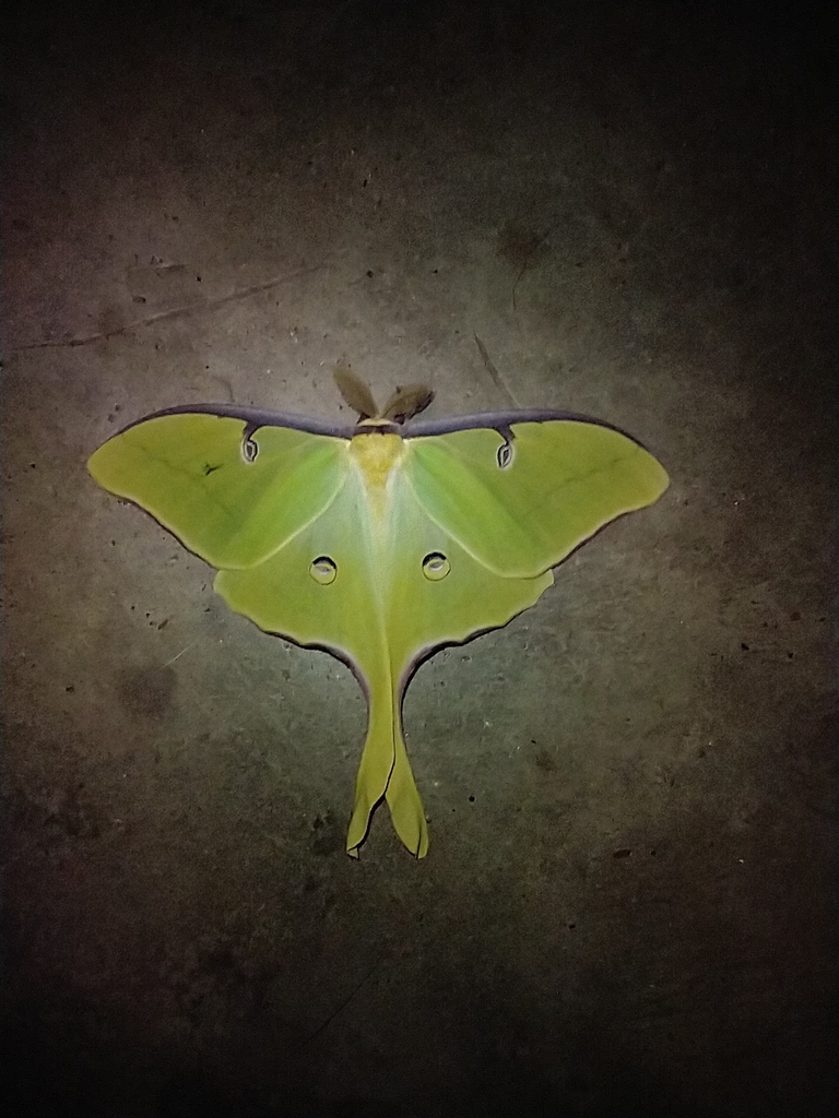 North American Luna Moth in February 2022 by Hans Meinardus · iNaturalist