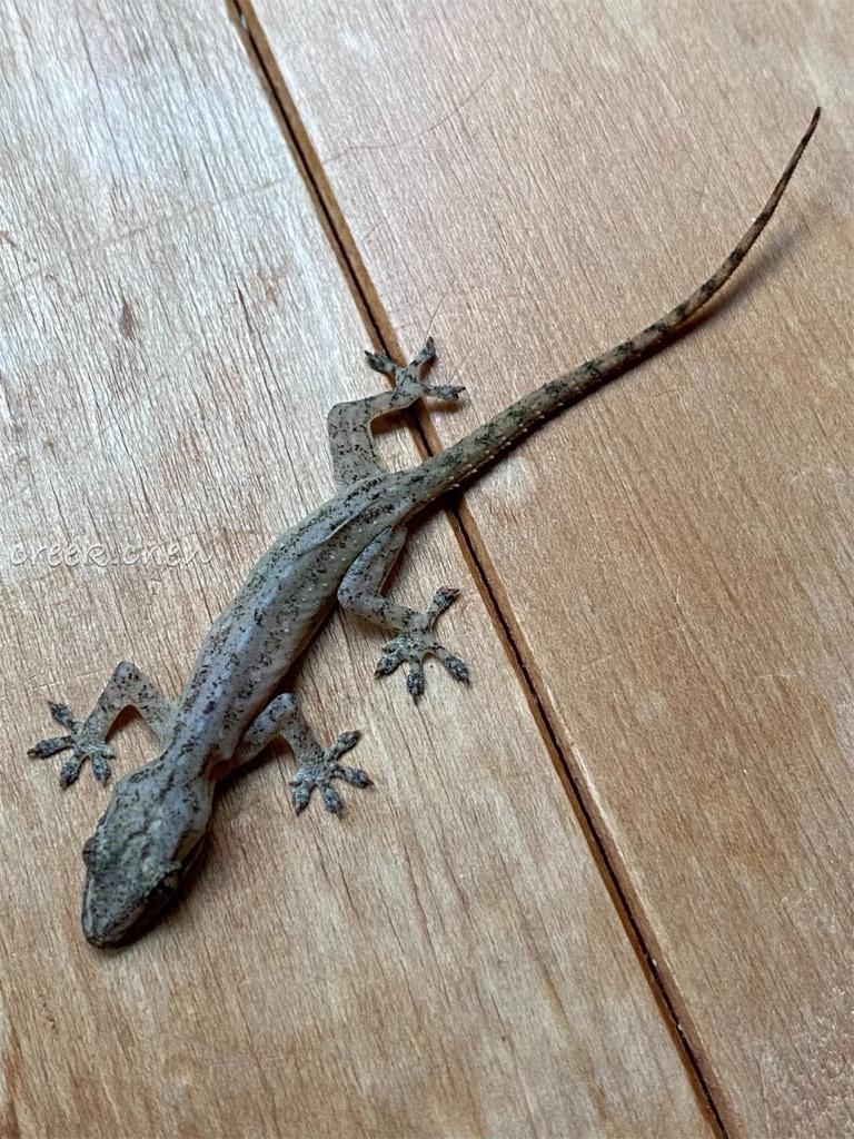 Asian House Gecko from 成功路, 礁溪鄉, TW on February 22, 2022 at 07:26 AM by ...
