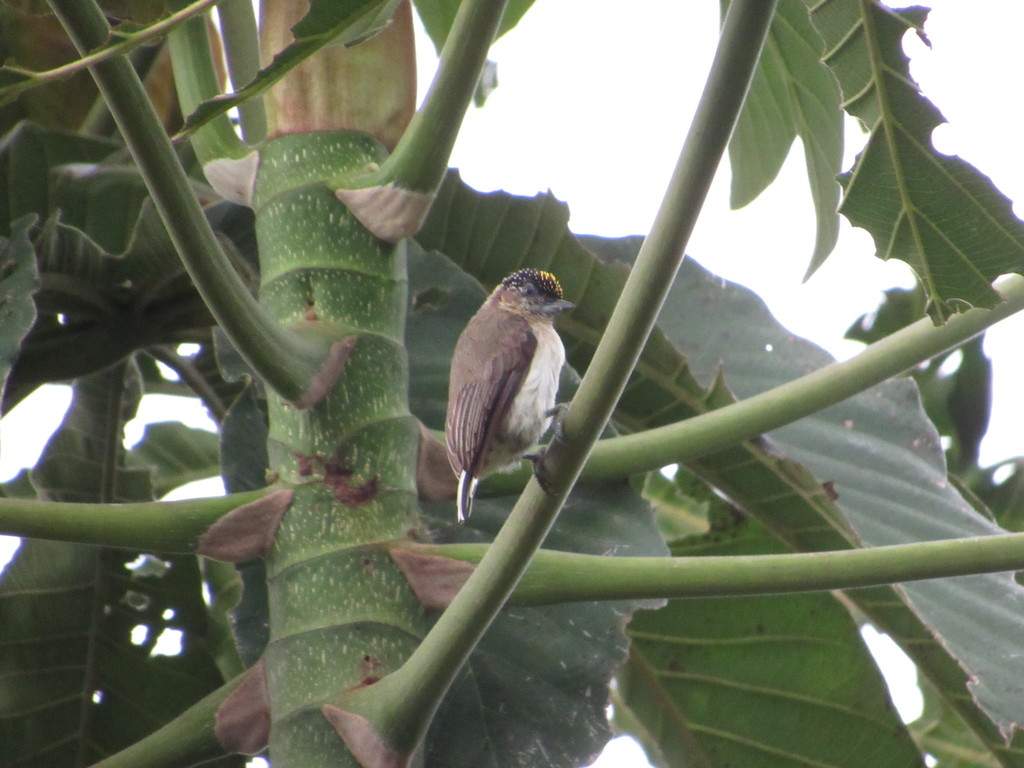 Grayish Piculet from Montenegro, Quindío, Colombia on March 8, 2021 at ...
