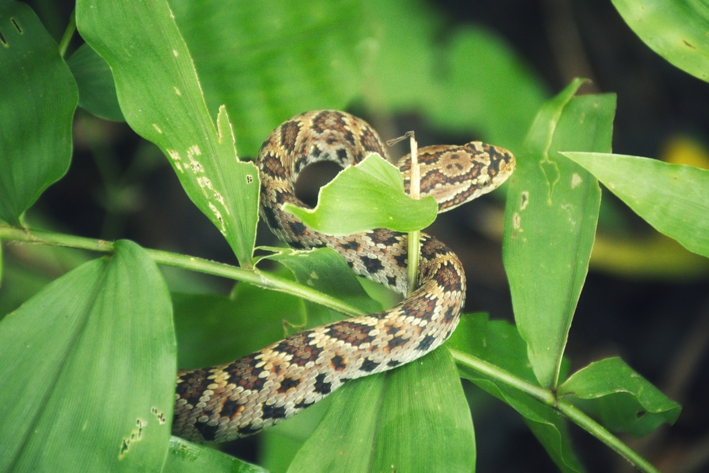 Manantlán Long-tailed Rattlesnake in September 2021 by adel-fridus ...