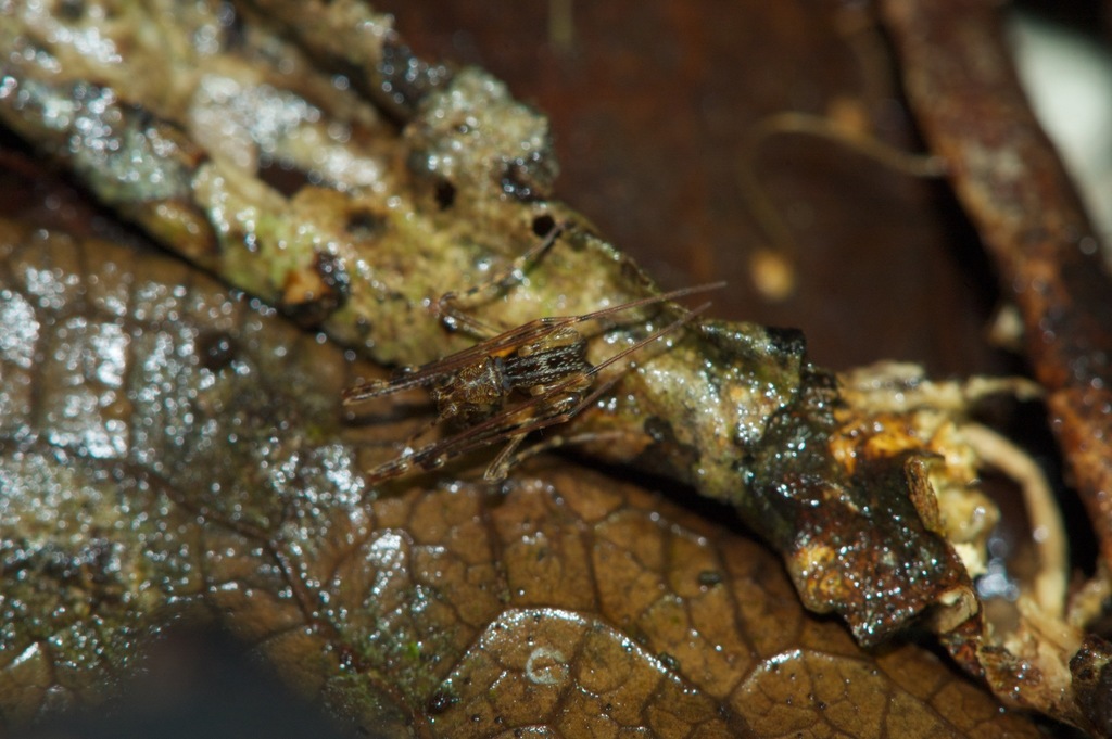Eriauchenus workmani from Analamanga, Madagascar on April 14, 2012 at ...