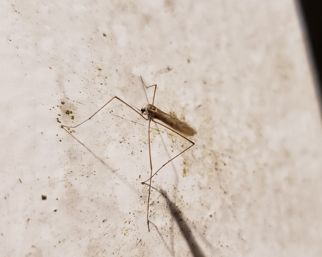 Dicranomyia in February 2022 by KC · iNaturalist