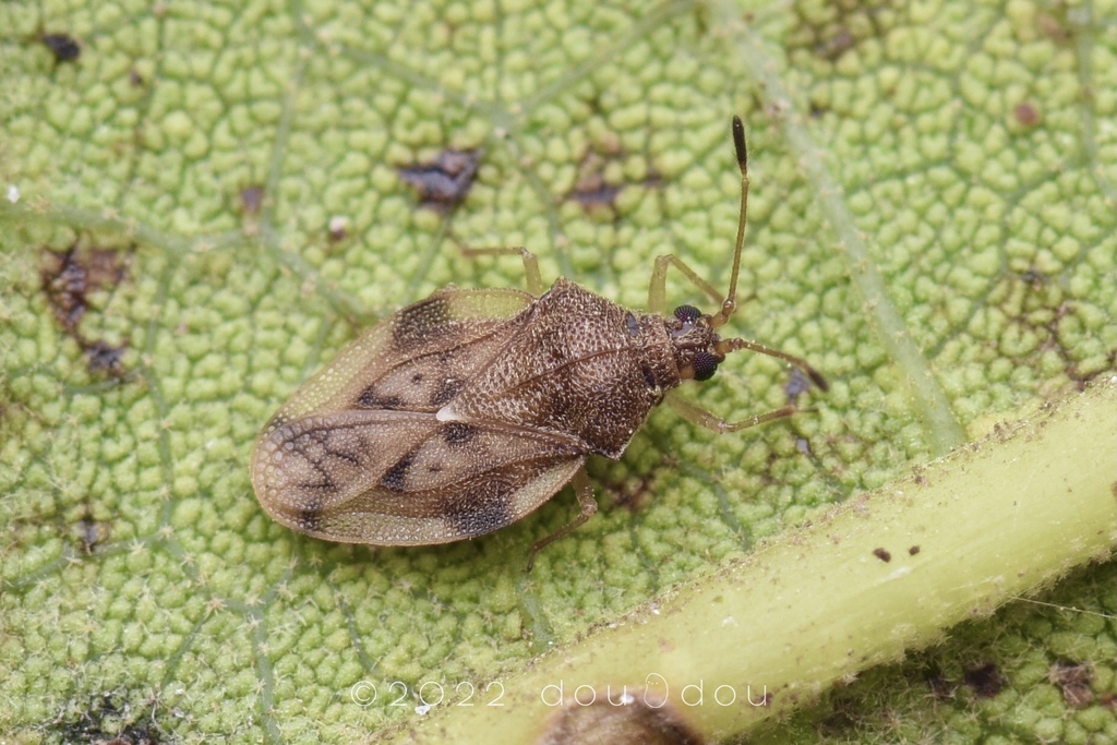 Eteoneus angulatus from 中国安徽省黄山市徽州区 on October 1, 2021 at 08:04 AM by ...