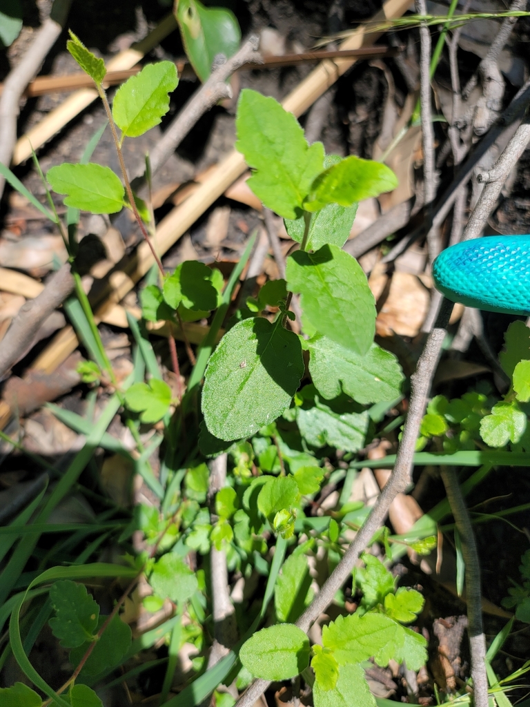 Orange Bell-climber from Parawa SA 5203, Australia on February 11, 2022 ...