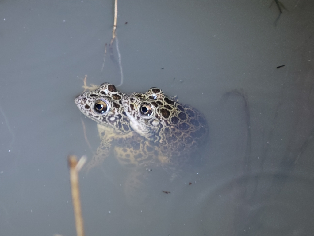 Crawfish Frog in February 2022 by Elliot Lassiter · iNaturalist