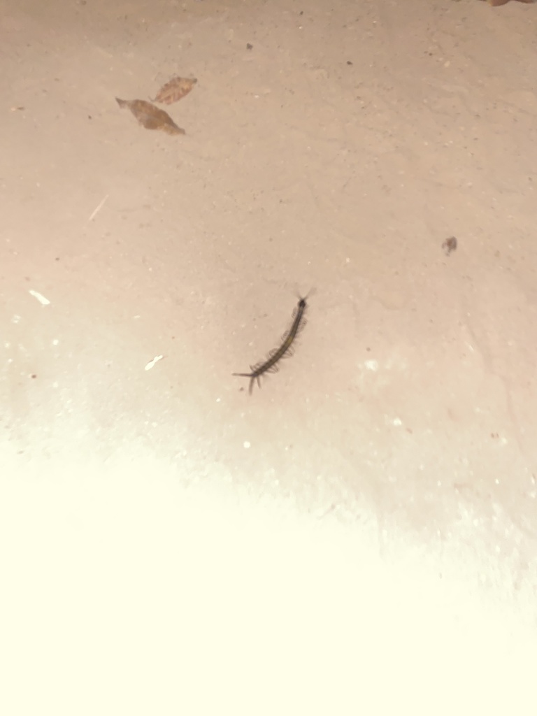 Tropical Centipedes from Île Room, Conakry, GN on February 20, 2022 at ...
