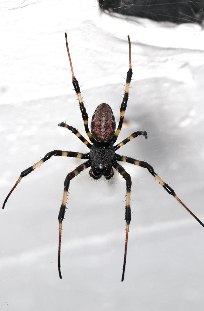 Asian Hermit Spider from Deniyaya, Sri Lanka on January 31, 2022 at 03: ...