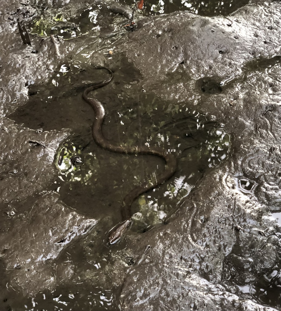 Palau Dog-faced Mud Snake from Koror, Palau, PW on February 22, 2022 at ...