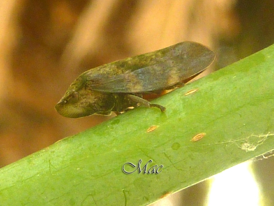 Cephisus siccifolius from Puerto Madero, CABA, Argentina on February 19 ...