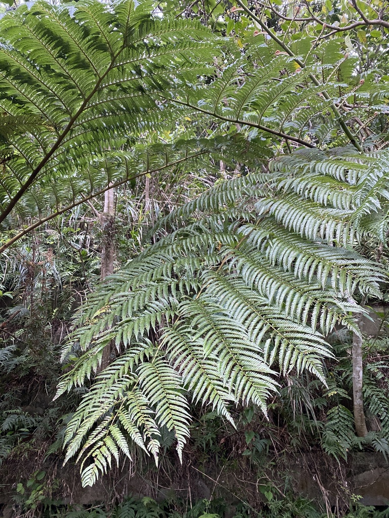 scaly tree ferns from 石垣, 石垣市, 沖縄県, JP on February 21, 2022 at 06:18 PM ...
