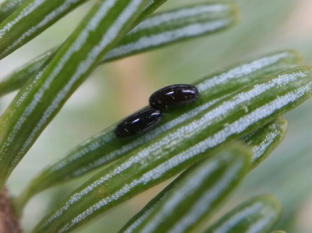 Giant Conifer Aphids from Springfield, NB E5T 2L7, Canada on February ...