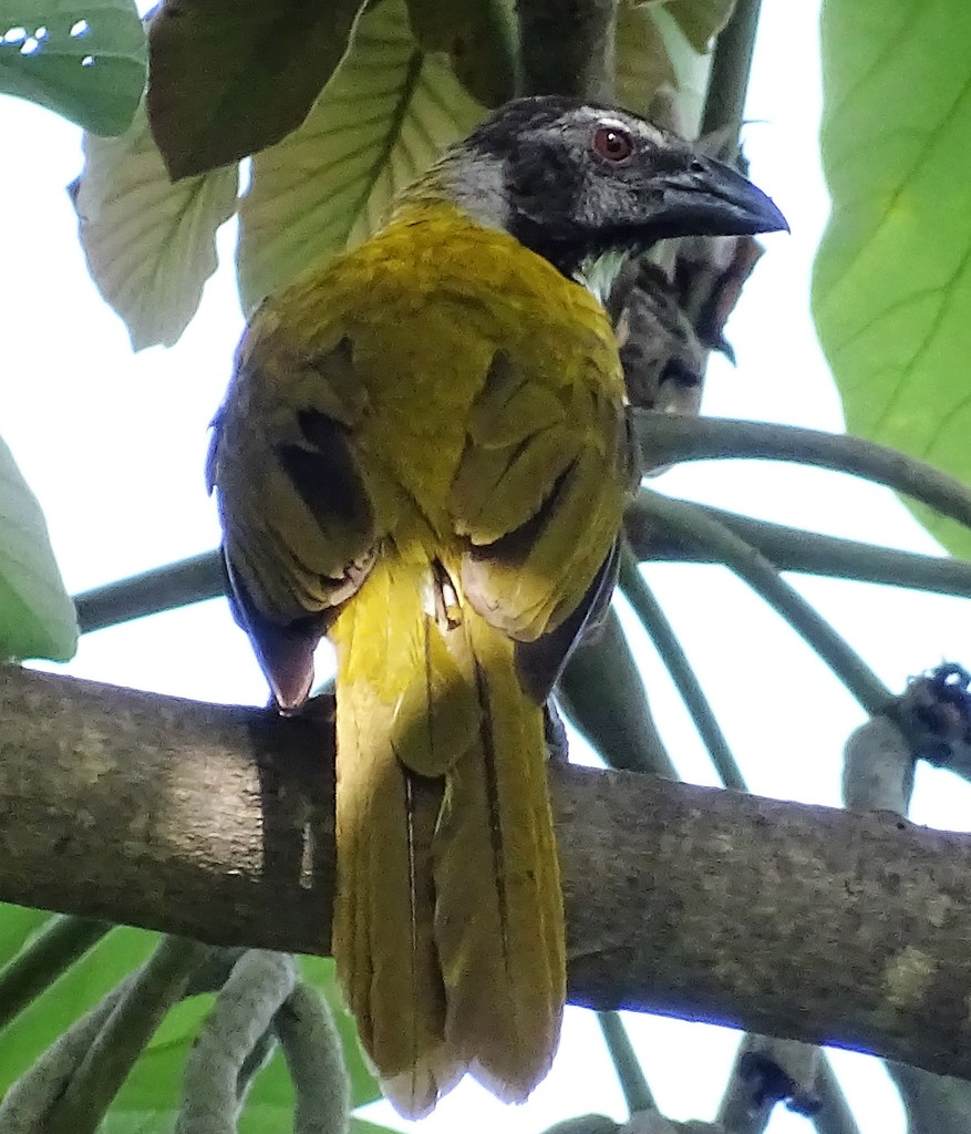 Black-headed Saltator from Tropical Dry Forest protected by de E ...