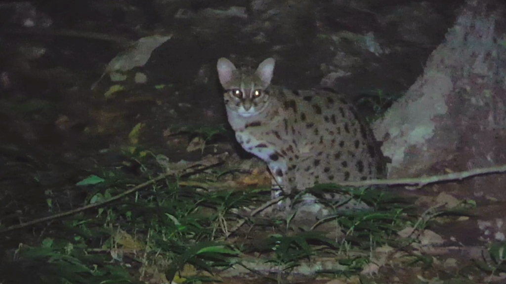Sunda Leopard Cat from Bali on February 18, 2022 at 09:25 PM by Rose ...