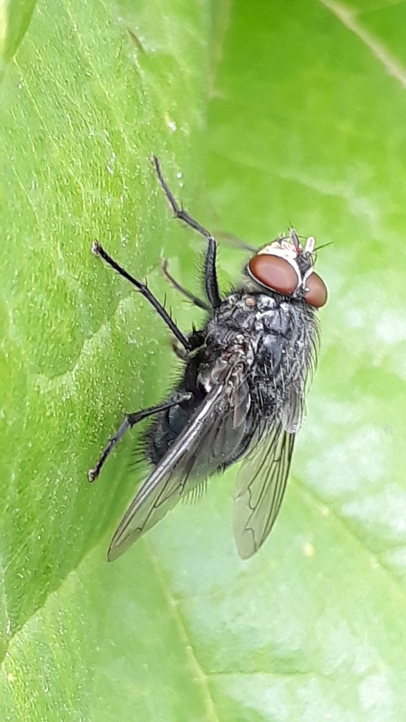 Blue Blowfly in February 2022 by Vicky555 · iNaturalist