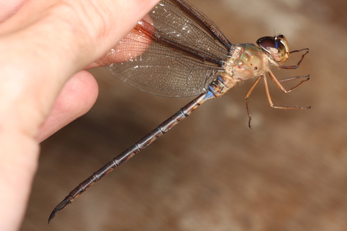 Gynacantha interioris · iNaturalist Mexico