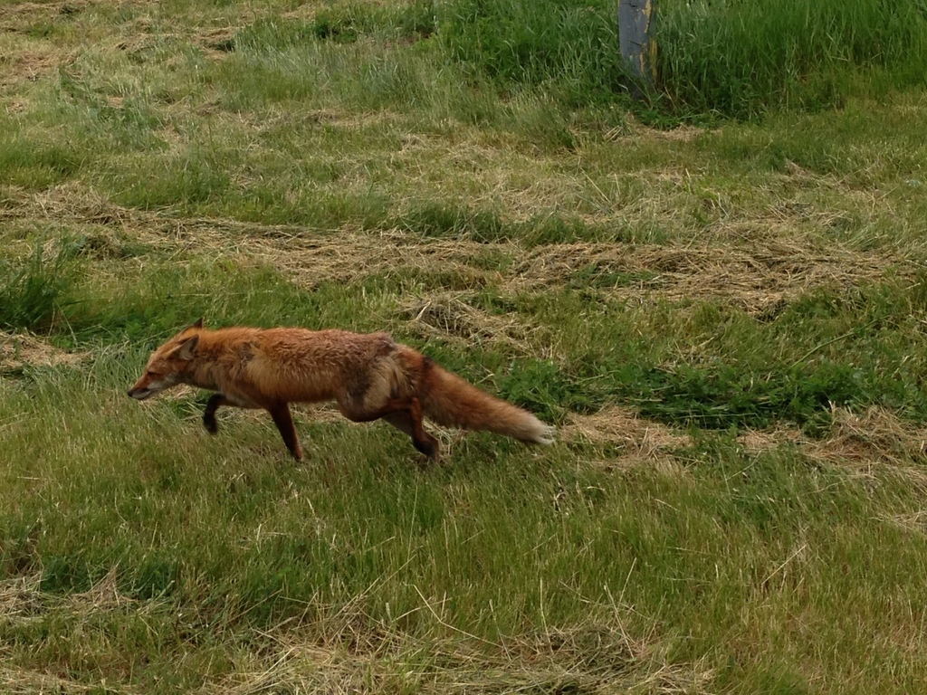 Red Fox from Erie, PA, USA on May 31, 2015 at 04:32 PM by halbyte ...