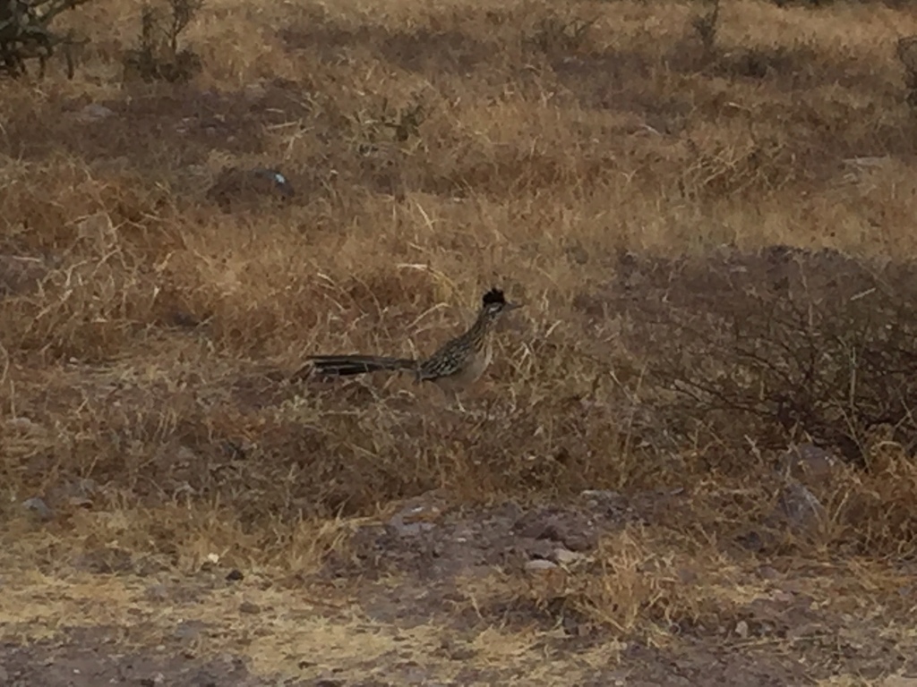 Greater Roadrunner from La Paz, BCS, MX on February 20, 2022 at 08:50 ...